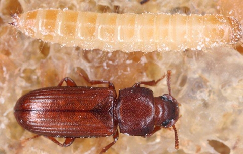 Flour beetle store