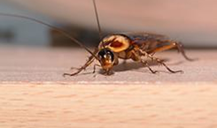 Pest Library | Learn More About Pests In North Texas