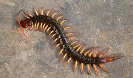 Pest Library | Learn More About Pests In North Texas