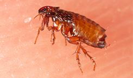 Pest Library | Learn More About Pests In North Texas