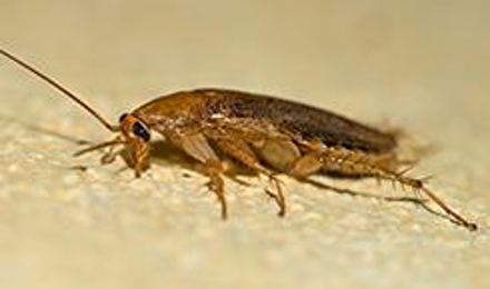 Pest Library | Learn More About Pests In North Texas