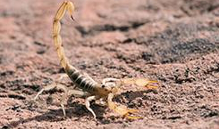 Pest Library | Learn More About Pests In North Texas