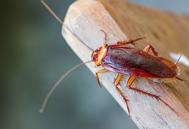 North Texas Pest Control Professionals | DFW Exterminating