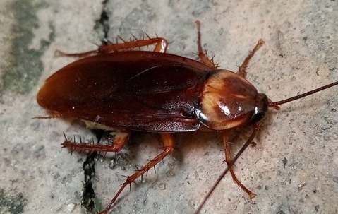 McKinney’s Complete Guide to American Cockroach Control