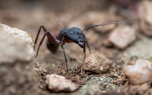 Everything You Need to Know About Carpenter Ant Removal