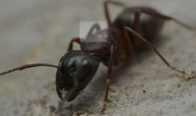 Five Things You Should Know About Carpenter Ants in McKinney