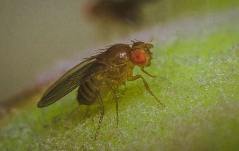 McKinney's Ultimate Fruit Fly Control Guide