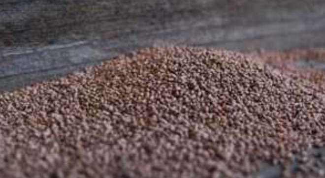 Mini-Guide to Spotting Termite Damage in Your Frisco Home Before It Is ...