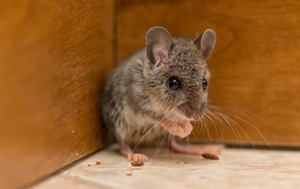 How to Get Rid of Mice: Tips for Effective Rodent Control for ...