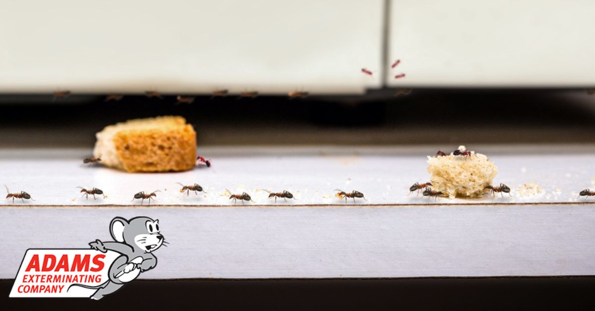 Eco-Friendly Ant Control | Adams Exterminating