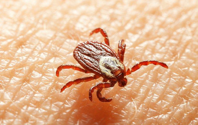 What To Do About Ticks In North Texas