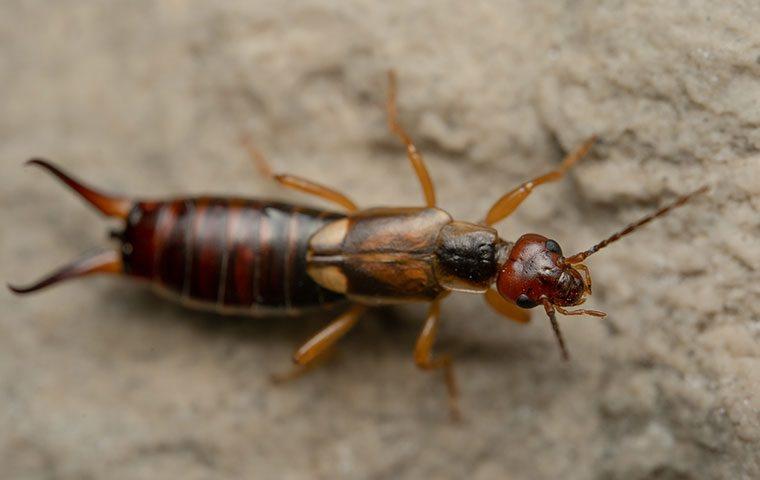 The Trick To Keeping Earwigs Away From Your North Texas Home