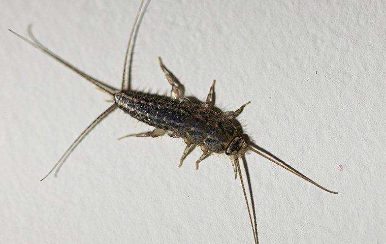 Allen Homeowners' Complete Guide To Effective Silverfish Control