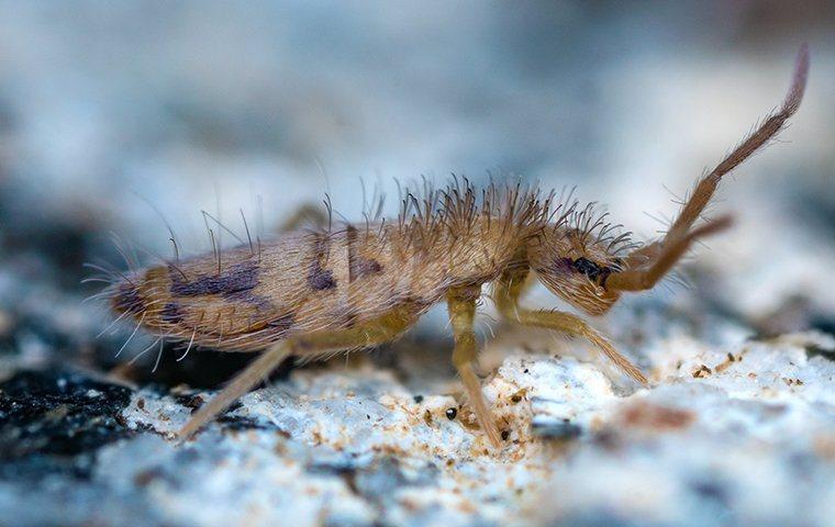 Frisco's Ultimate Springtail Control Guide