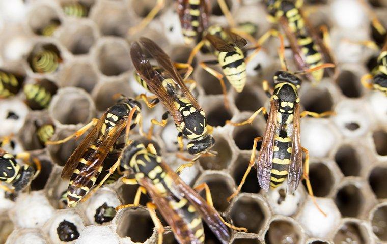 Why Yellow Jackets And Wasps Haven’t Left North Texas