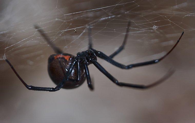 Pest Spotlight: How To Handle Spider Infestations In Lewisville