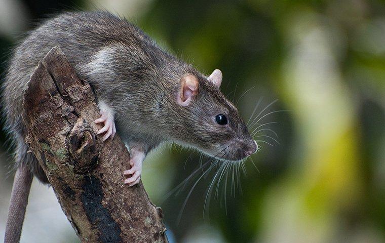 Preventing Fall And Winter Rodent Infestations