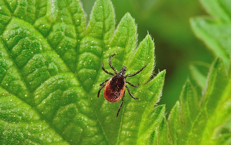 Tick Infestations: Signs, Causes, And Control In Dallas