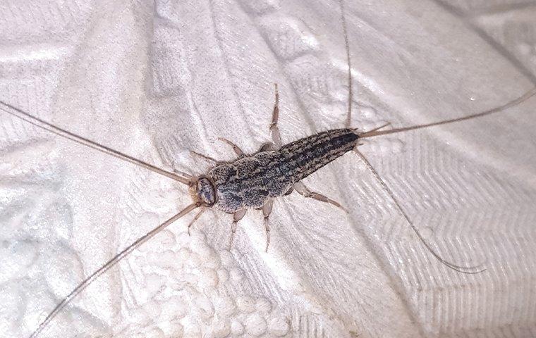 Why Are Silverfish In My Allen Home?