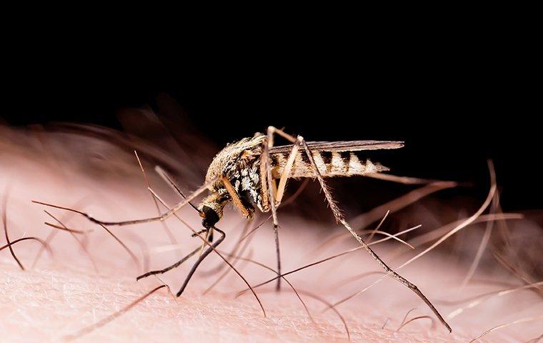 Do Mosquito Misters Really Work?