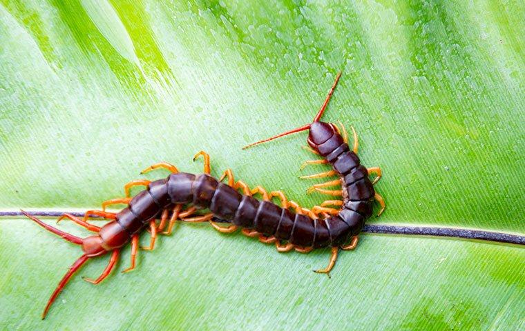 Should I Be Scared Of Centipedes Around My Dallas Home?