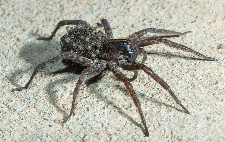 The Ultimate Spider Prevention Guide For Dallas Homes
