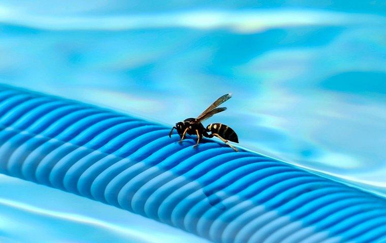 Wasp Prevention Tips Every Frisco Homeowner Should Know