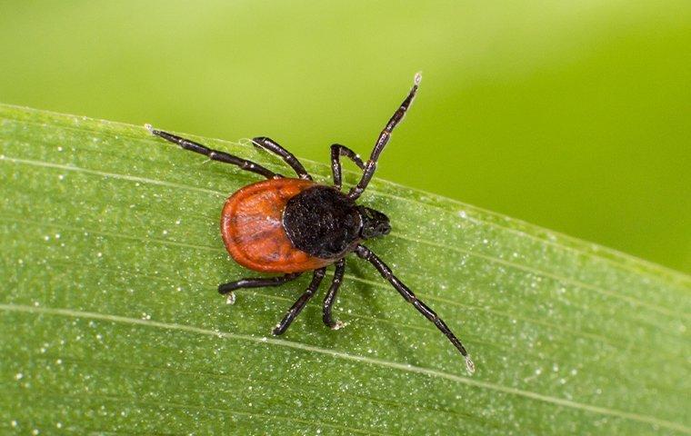 Expert Advice On Tick Control In Plano