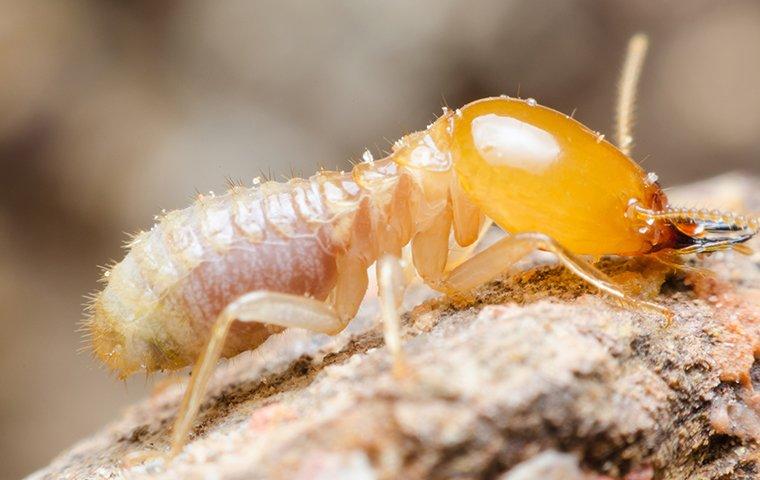 Top Five Places To Find Termite Damage