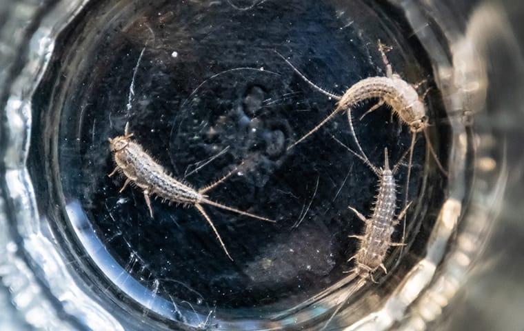 Pest Spotlight: Handling A Silverfish Infestation In Lewisville