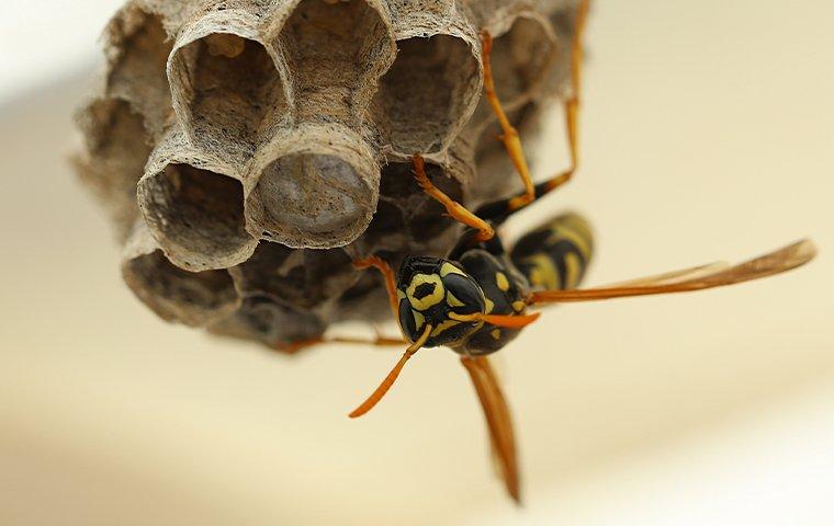 Don't Let Stinging Insects Ruin Your Summer