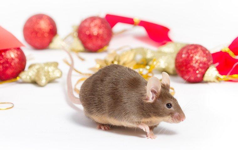 Not A Creature Was Stirring…Except For The Mice!