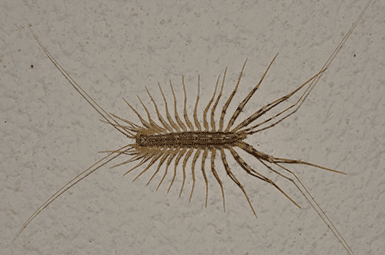 Are Centipedes Poisonous?