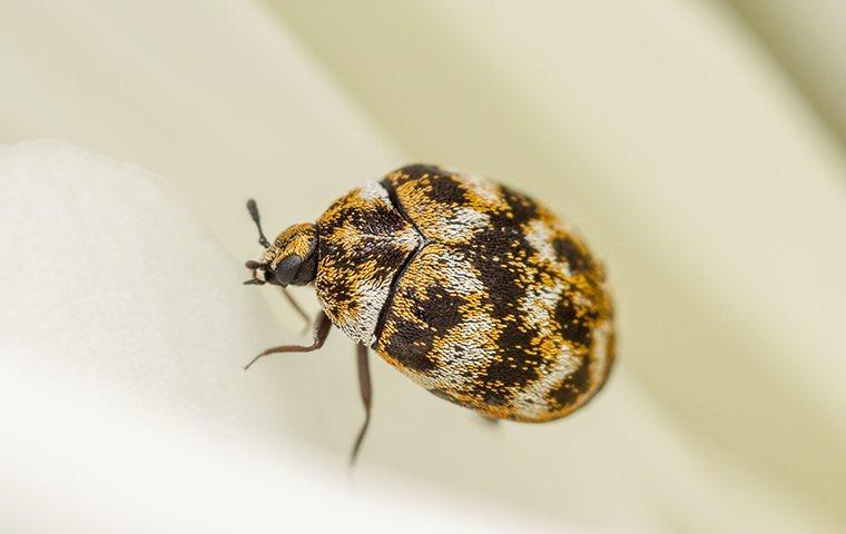 How To Tell If It's Carpet Beetles In Your Plano Home